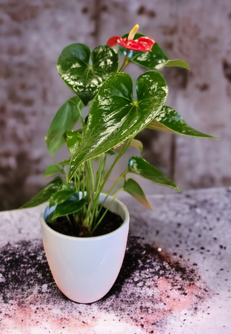 Adelaide Florist & Flower Shop - Same Day Flower Delivery Adelaide ...